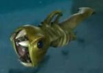 Squid Launcher | The BIONICLE Wiki | Fandom