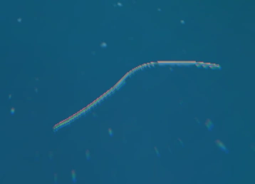 Parasite | Bionix: Spore Evolution Sim 3D Wiki | Fandom