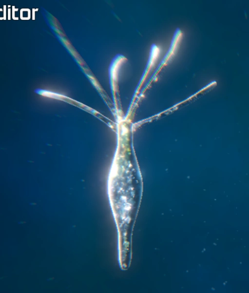 Hydra | Bionix: Spore Evolution Sim 3D Wiki | Fandom
