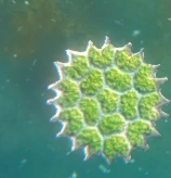 Pediastrum | Bionix: Spore Evolution Sim 3D Wiki | Fandom