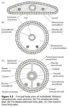 原体腔动物 | 生物学竞赛辞典 维基 | Fandom