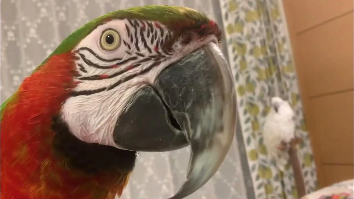 Kiwi (macaw) | Birbs Wiki | Fandom