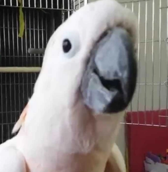 Max | Birbs Wiki | Fandom