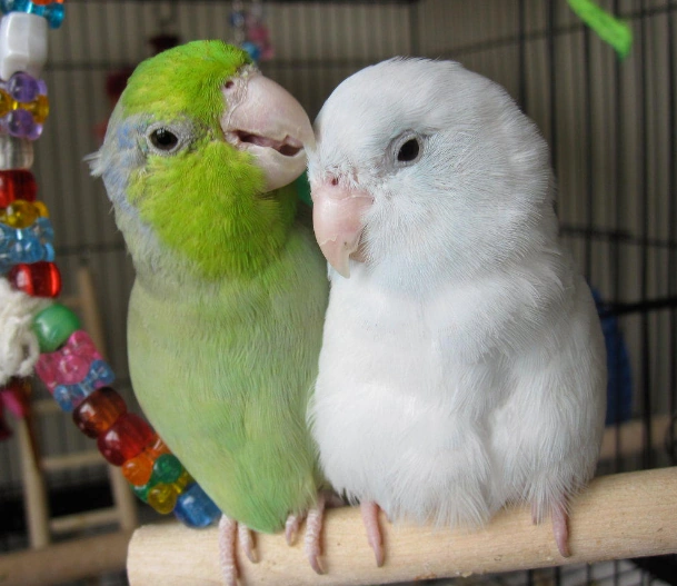 Smokey | Birbs Wiki | Fandom