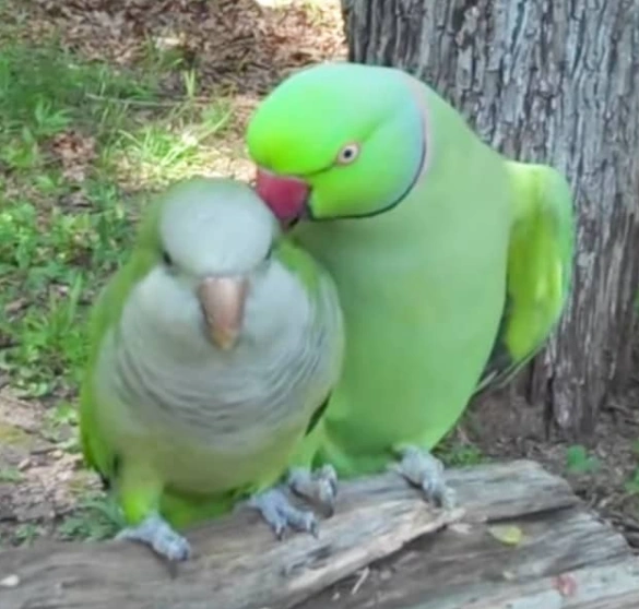 Buddy | Birbs Wiki | Fandom