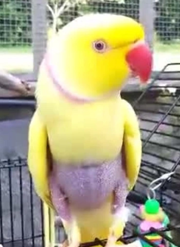 Britches | Birbs Wiki | Fandom