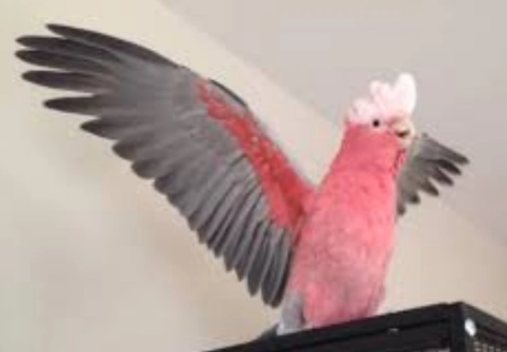 Charlie | Birbs Wiki | Fandom