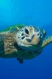 Turtles | Birchfields Blue Abyss Wikia | Fandom