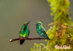 Bird Kind (Runaway) Wiki | Fandom
