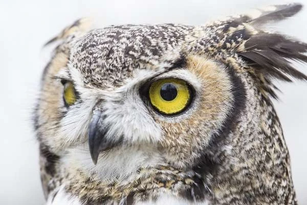 Owl | Bird Page! Wiki | Fandom