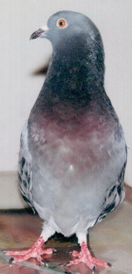 Paloma | BirdLand Wiki | Fandom