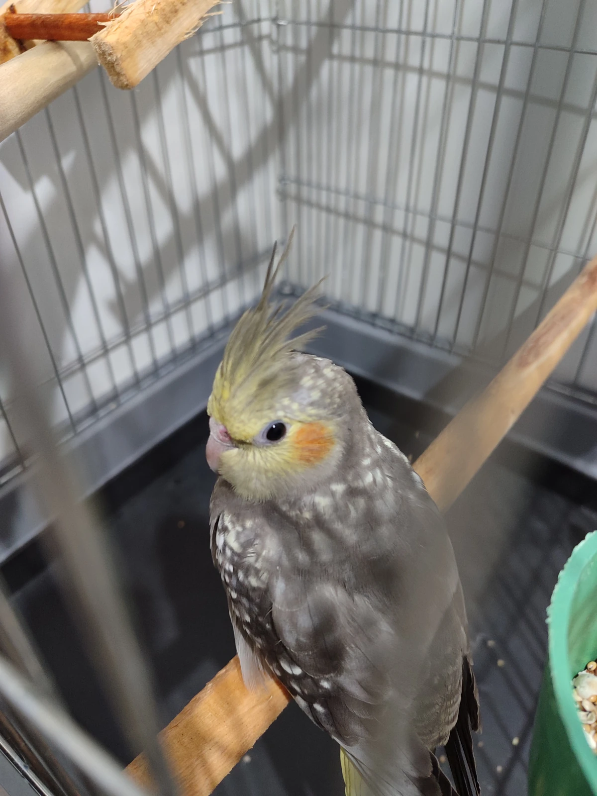 Nabat | BirdsAndPetspedia Wiki | Fandom