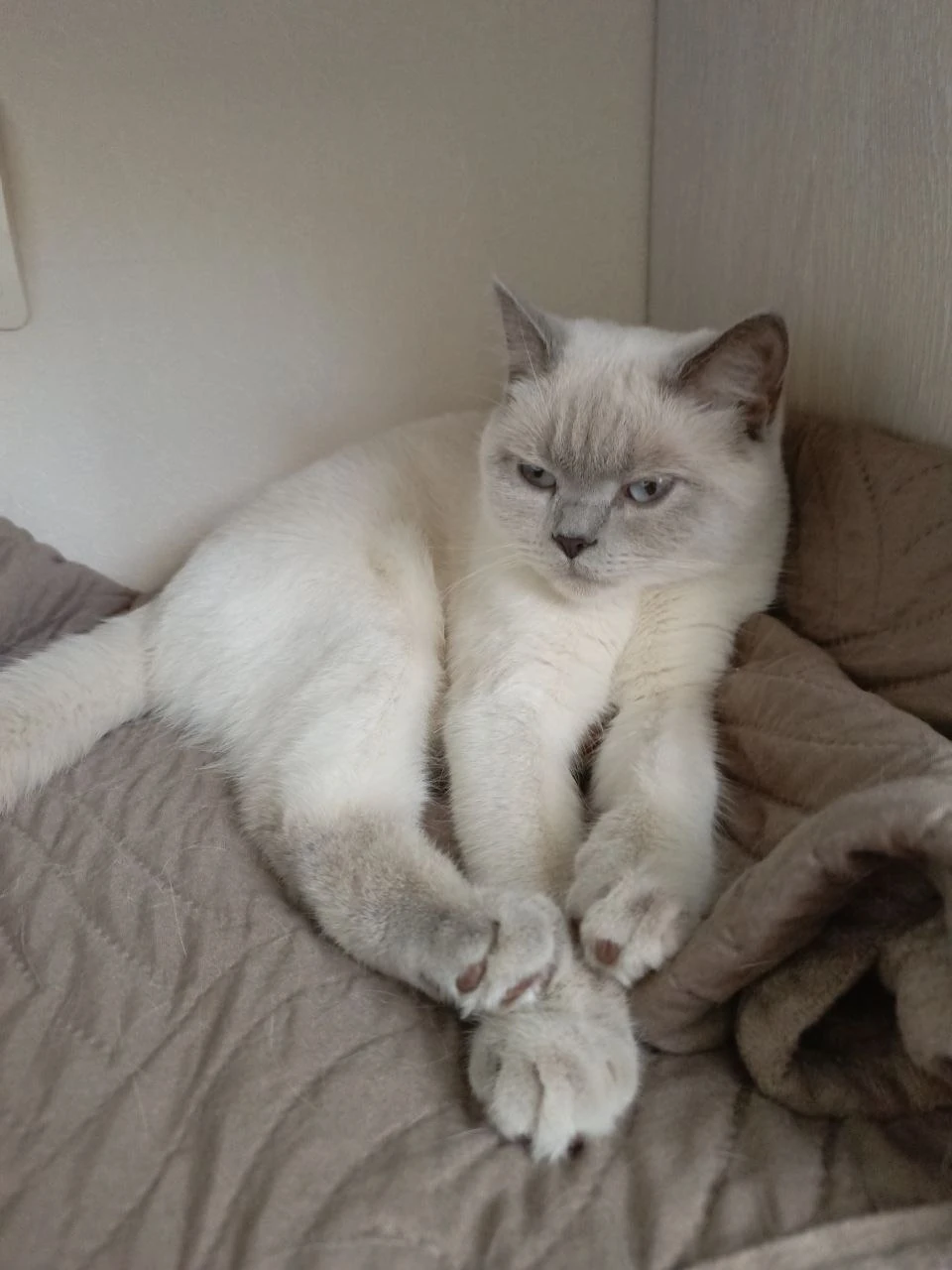 Milka (Scottish cat) | BirdsAndPetspedia Wiki | Fandom