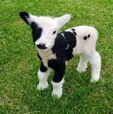 Mini Sheep | BirdsAndPetspedia Wiki | Fandom