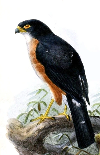 Red-thighed Sparrowhawk (Accipiter erythropus) | Birdpedia Wiki | Fandom