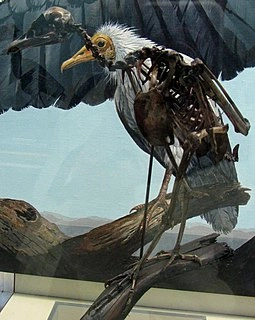 Hawks, Eagles, and Kites (Family Accipitridae) | Birdpedia Wiki | Fandom