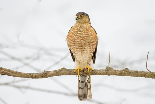 Sharp-shinned Hawk (Accipiter striatus) | Birdpedia Wiki | Fandom