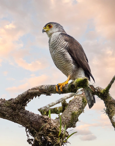 Tiny Hawk (Accipiter superciliosus) | Birdpedia Wiki | Fandom