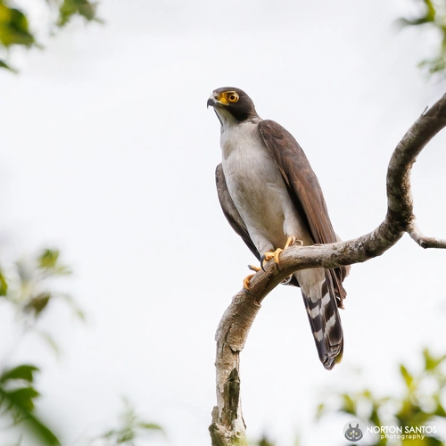 Gray-bellied Hawk (Accipiter poliogaster) | Birdpedia Wiki | Fandom