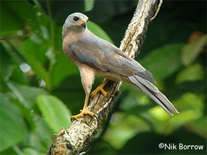 New Britain Goshawk (Accipiter princeps) | Birdpedia Wiki | Fandom
