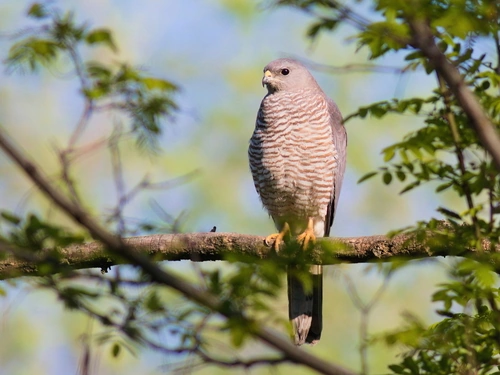 Levant Sparrowhawk (Accipiter brevipes) | Birdpedia Wiki | Fandom