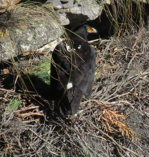 Verreaux's Eagle (Aquila verreauxii) | Birdpedia Wiki | Fandom