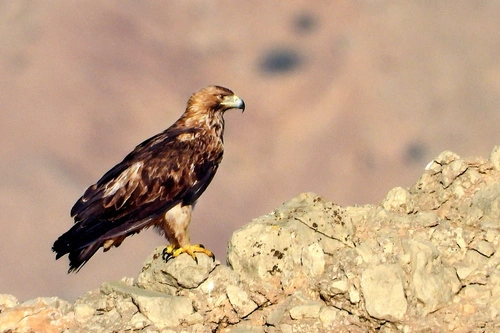 Aquila nipalensis ssp. orientalis | Birdpedia Wiki | Fandom
