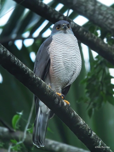 Central African Goshawk (Accipiter tachiro ssp. sparsimfasciatus ...