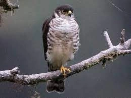 Semicollared Hawk (Accipiter collaris) | Birdpedia Wiki | Fandom