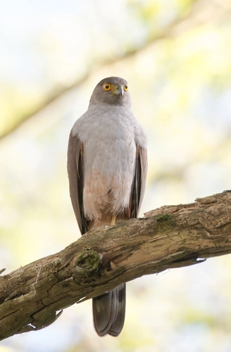 Bicolored hawk | Birdpedia Wiki | Fandom