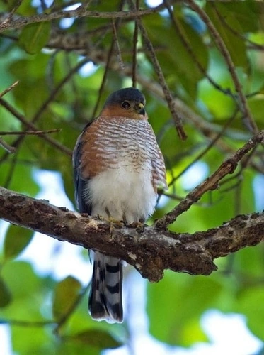 Puerto Rican Sharp-shinned Hawk (Accipiter striatus ssp. venator ...