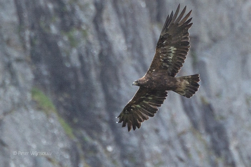 European Golden Eagle (Aquila chrysaetos ssp. chrysaetos) | Birdpedia ...