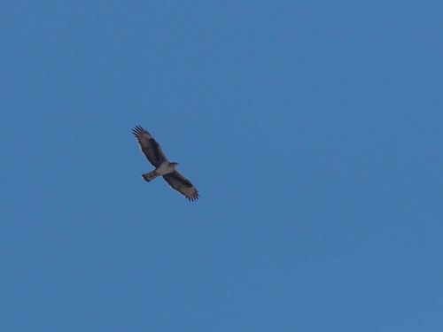 Aquila fasciata ssp. fasciata | Birdpedia Wiki | Fandom