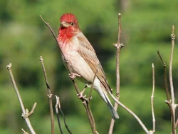 Common Rosefinch | Birds Wiki | Fandom