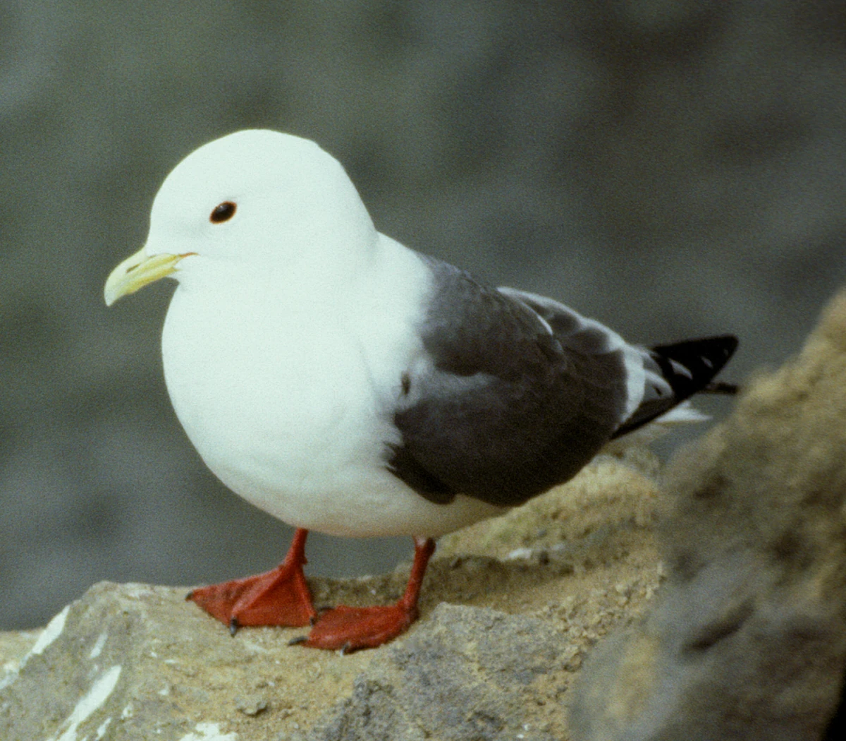 Red-legged Kittiwake | Birds Wiki | Fandom