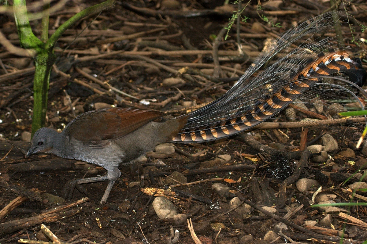 Superb Lyrebird | Birds Wiki | Fandom