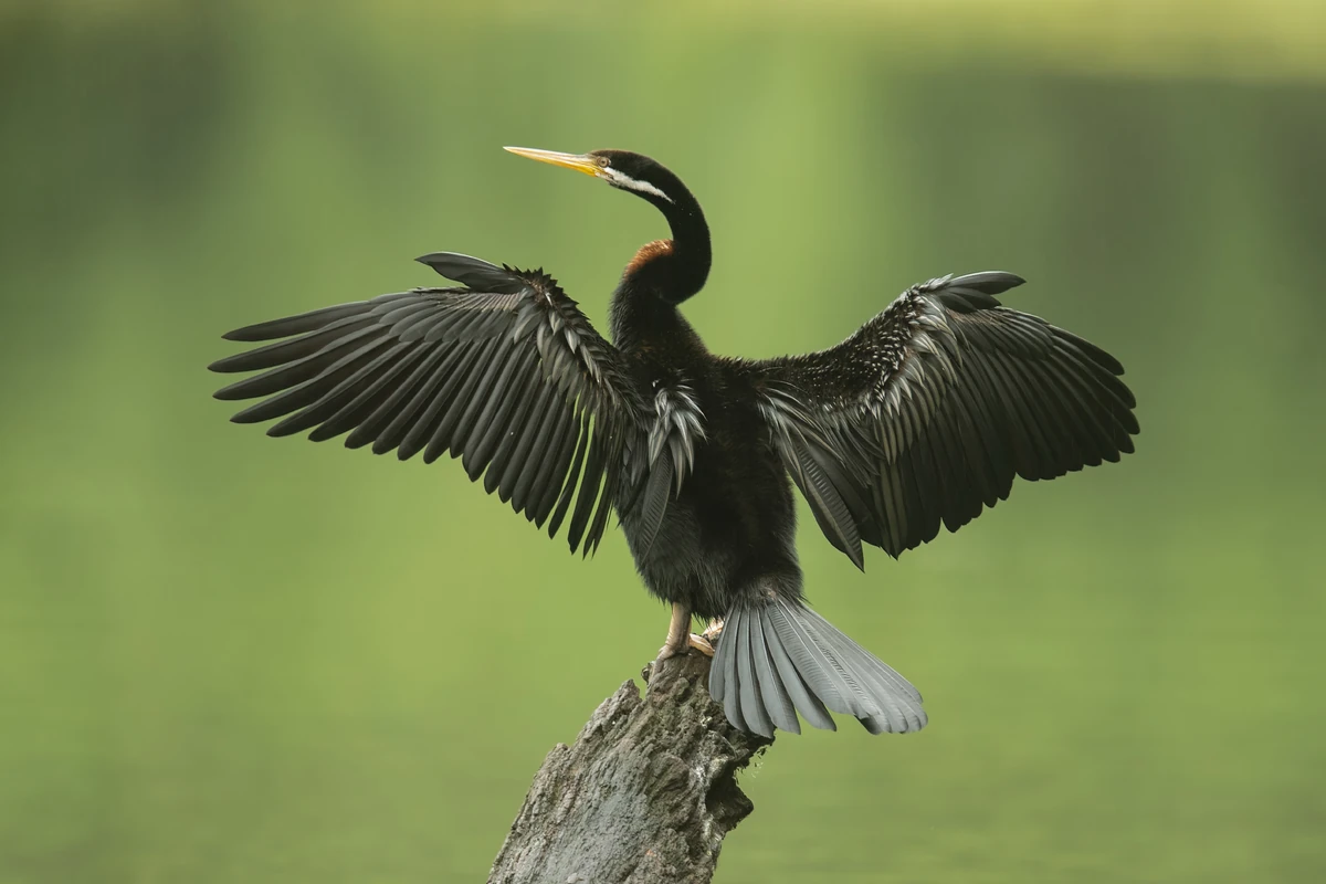 Australasian Darter | Birds Wiki | Fandom