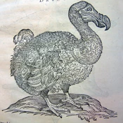Dodo | Birds Wiki | Fandom