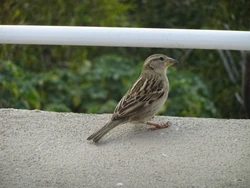 Spanish Sparrow | Birds Wiki | Fandom