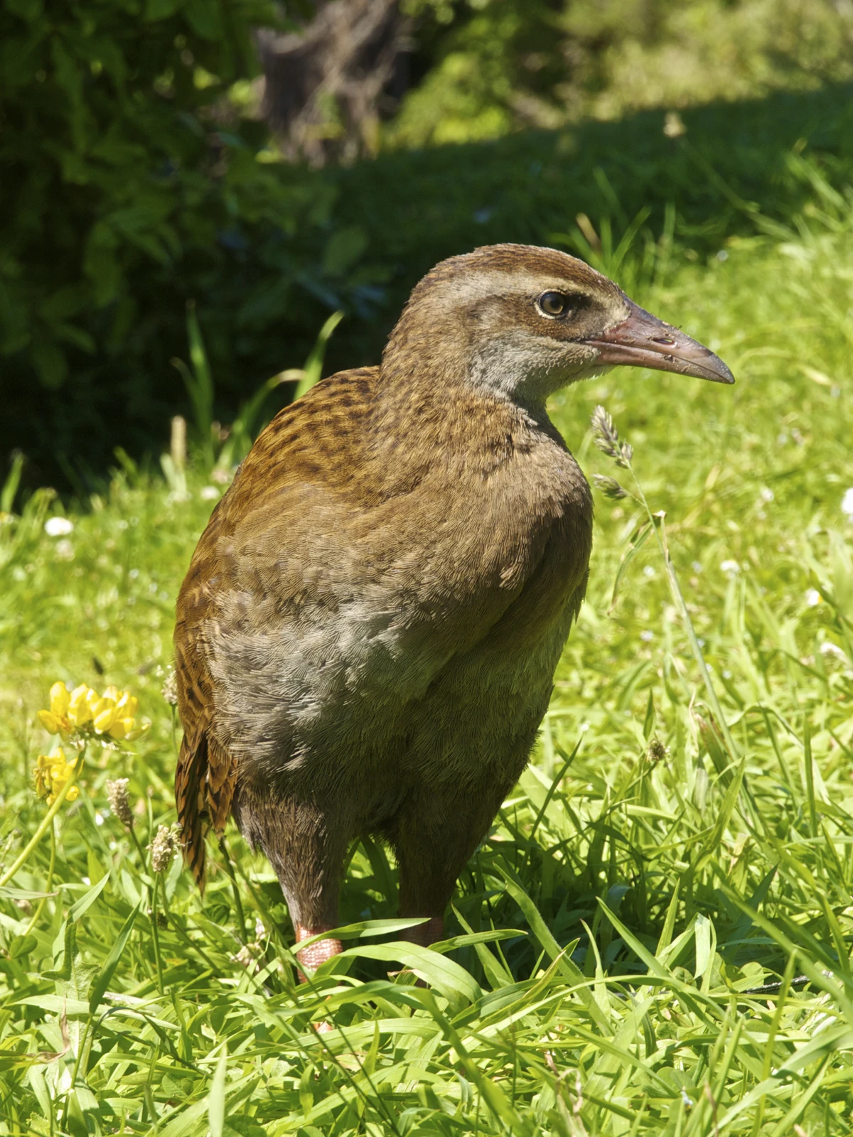 Weka Bird