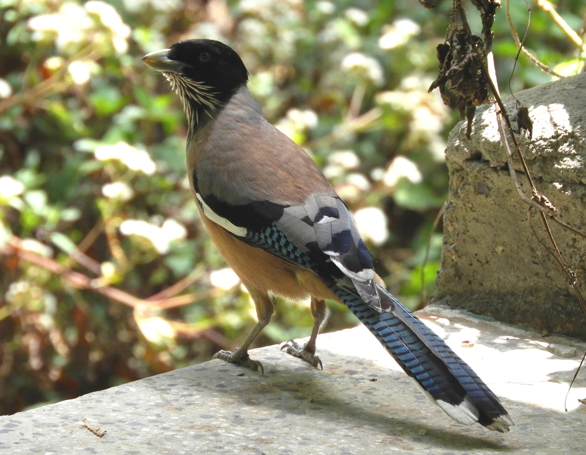 Black-headed Jay | Birds Wiki | Fandom