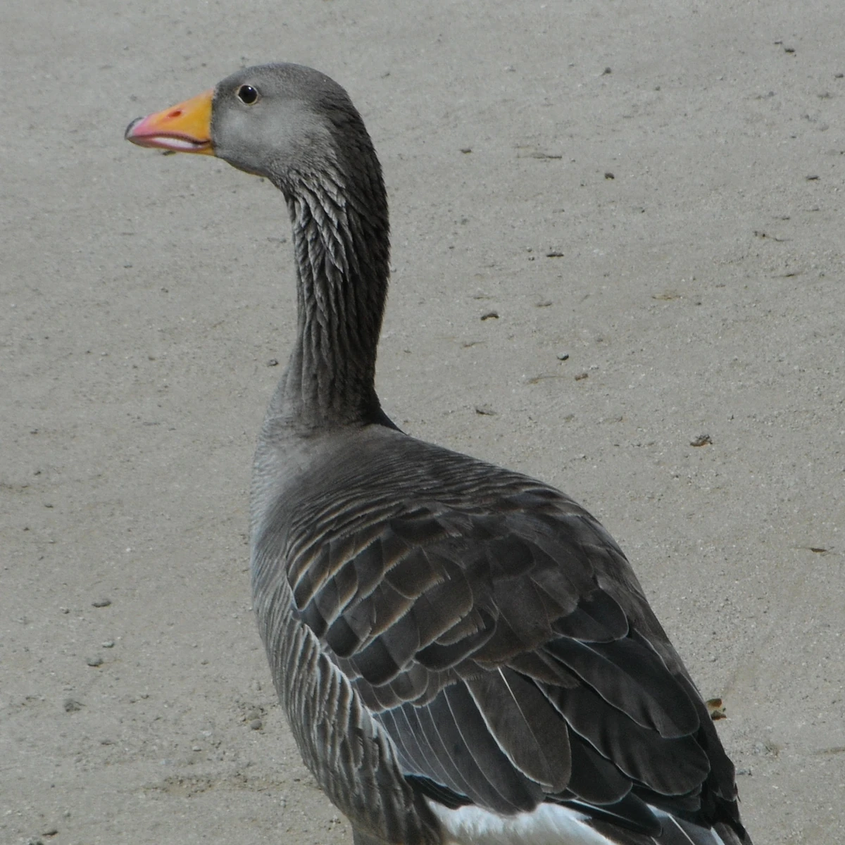 Greylag Goose | Birds Wiki | Fandom