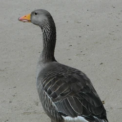 Greylag Goose | Birds Wiki | Fandom