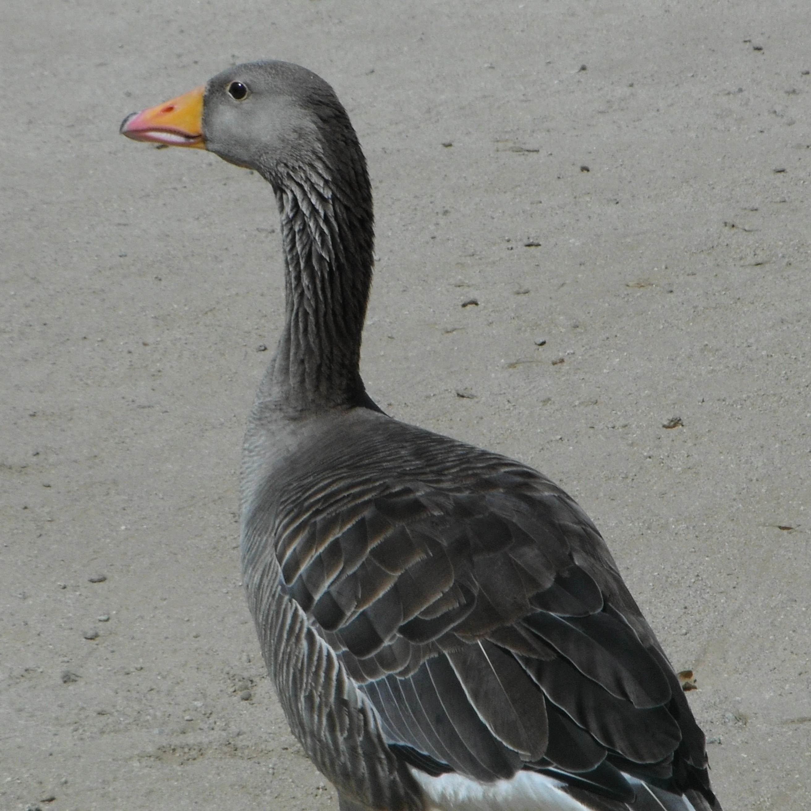 Greylag Goose