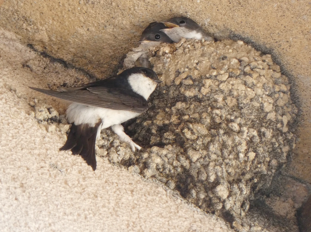 Common House Martin | Birds Wiki | Fandom