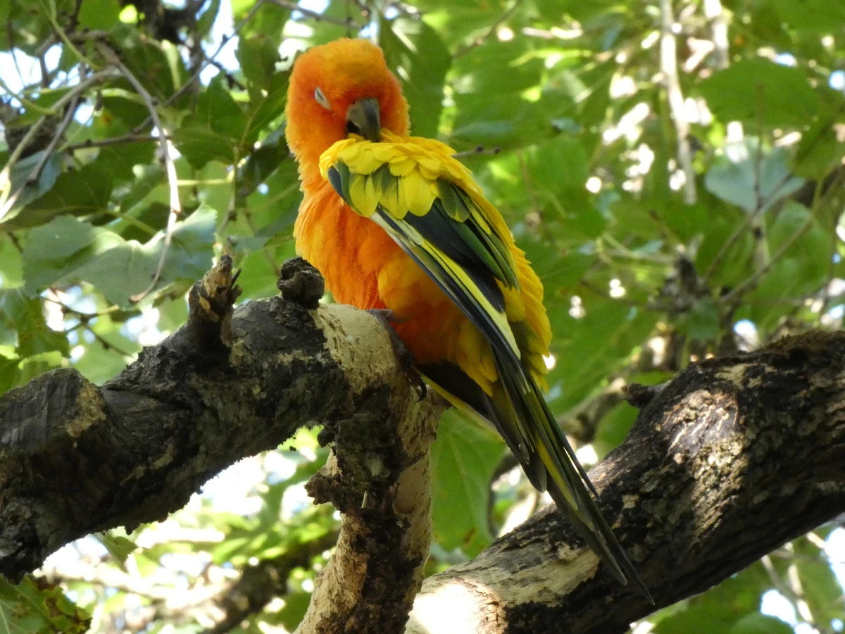 Sun Parakeet | Birds Wiki | Fandom