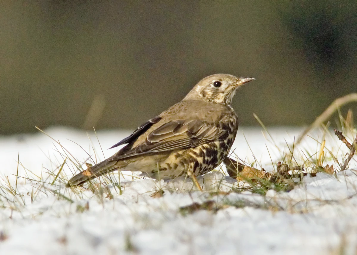Mistle Thrush | Birds Wiki | Fandom