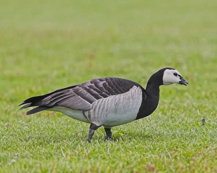 Barnacle Goose | Birds Wiki | Fandom