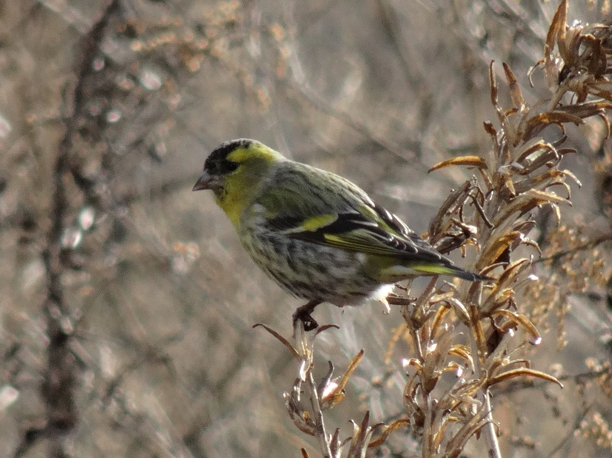 Eurasian Siskin | Birds Wiki | Fandom