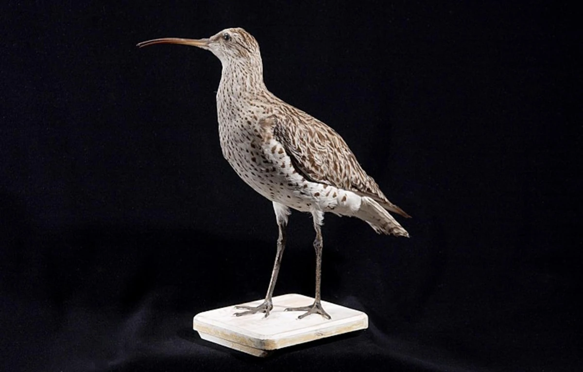 Slender-billed Curlew | Birds Wiki | Fandom